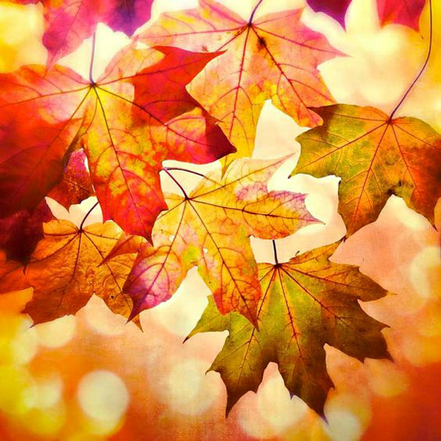 Autumn Leaves Perfume Fragrance Cologne | Handcrafted Artisan Perfumes ...
