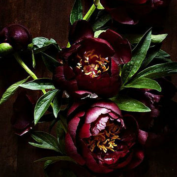 Belladonna Perfume | Eau de Parfum Fragrances + Scents – Wicked Good ...